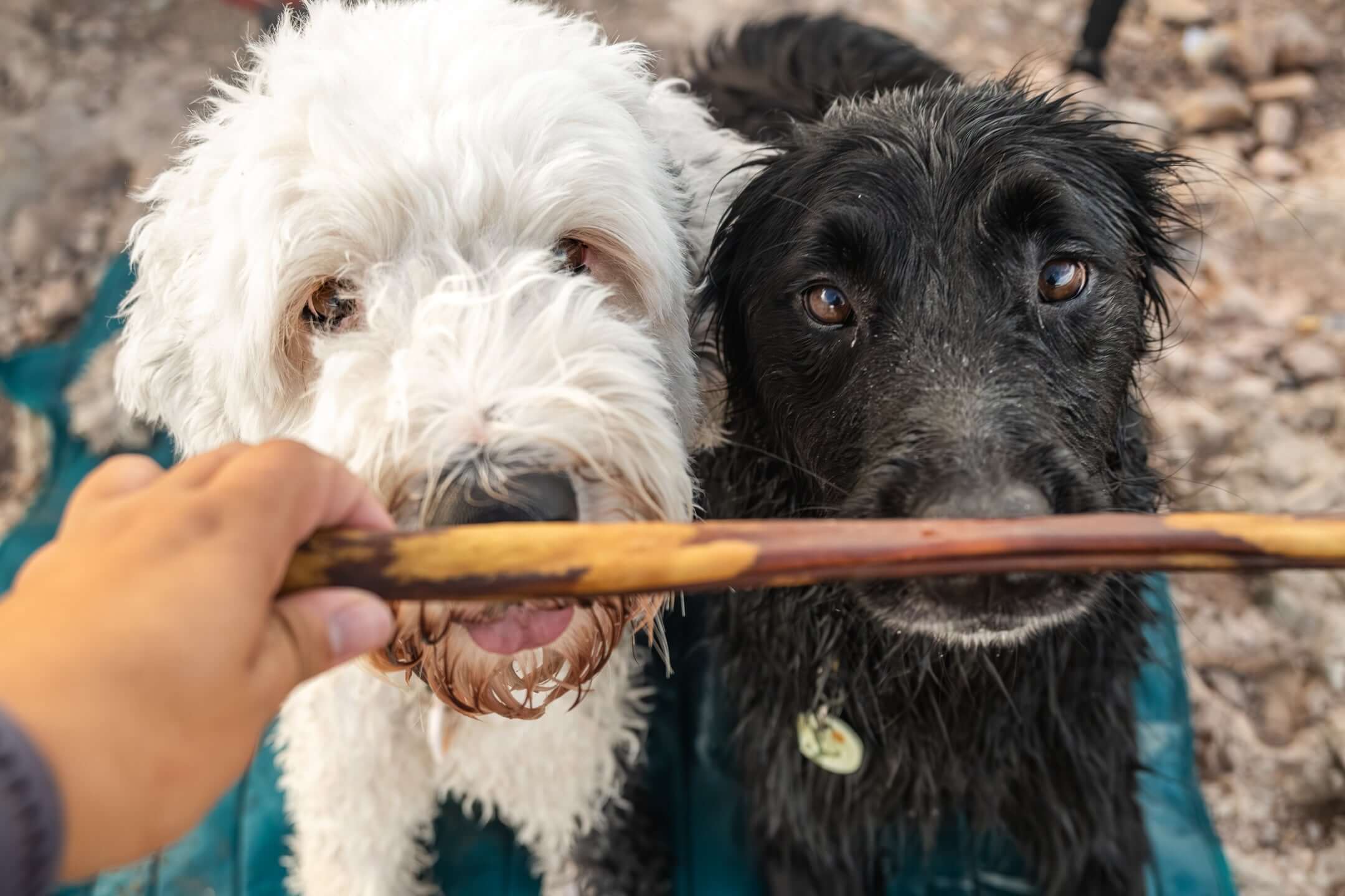 Best Long-Lasting Dog Chews and Treats for Every Pup – Pawstruck.com