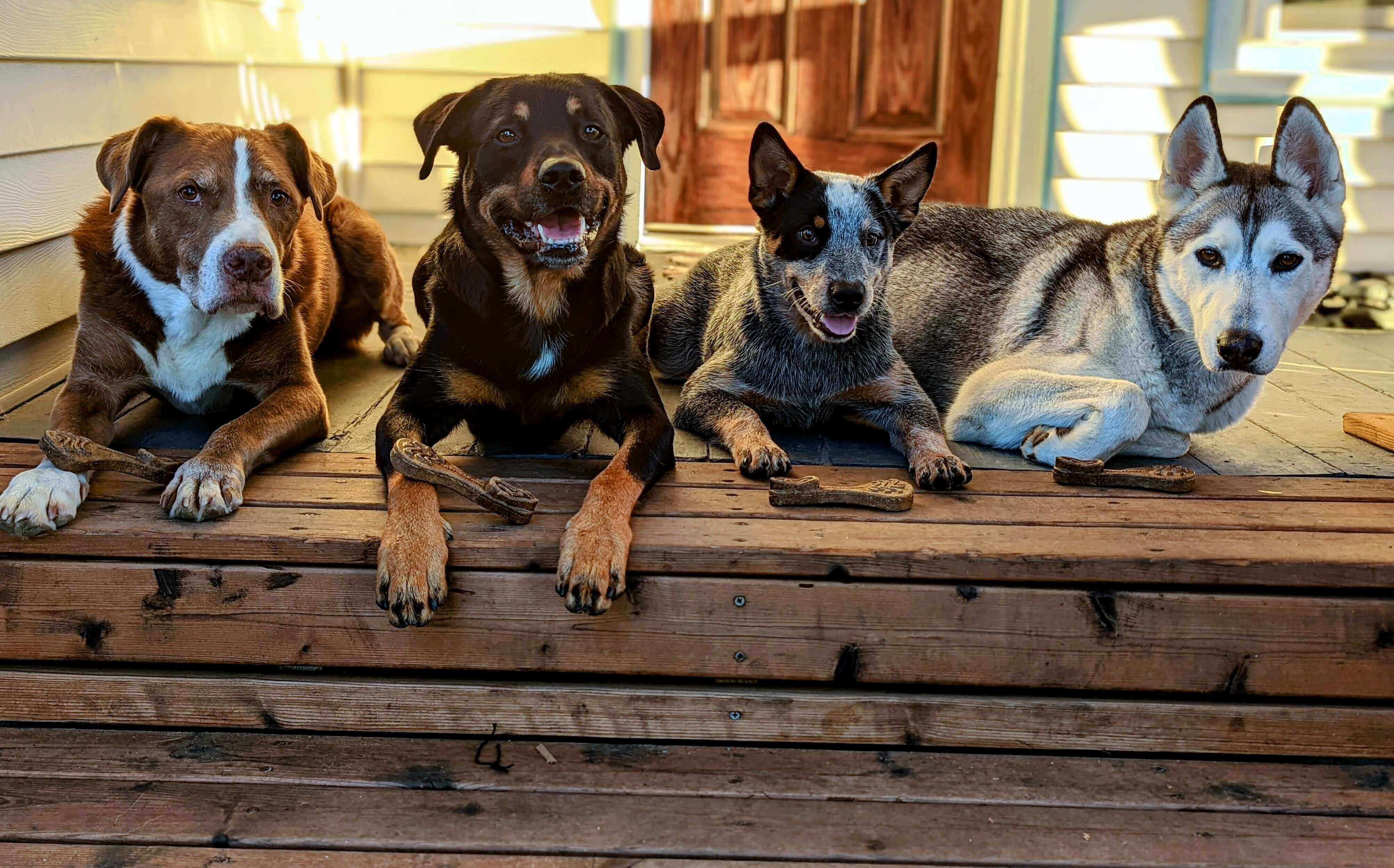 A Complete List Of The Official State Dogs In The US – Pawstruck.com
